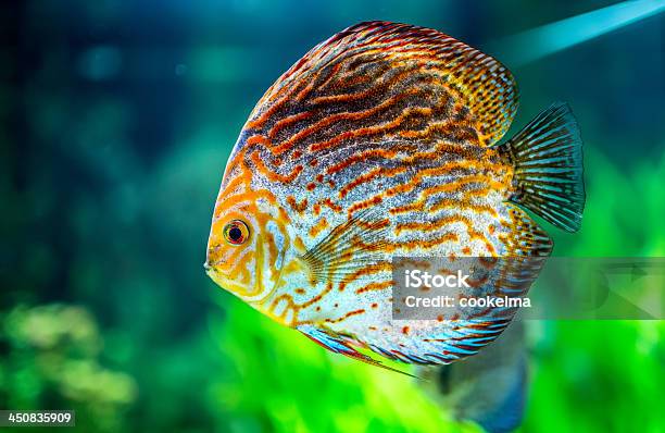 Symphysodon 원반던지기 수조에 대한 스톡 사진 및 기타 이미지 수조 물고기 수중 Istock