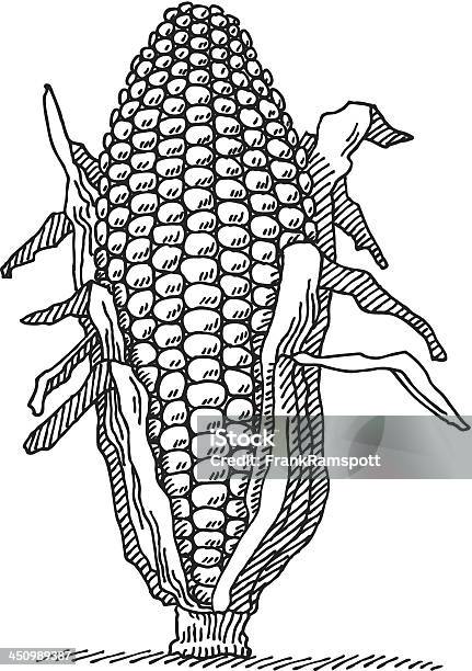 Corn Plant Drawing向量圖形及更多粟米 收成圖片 粟米 收成 樹葉 粟米 Istock