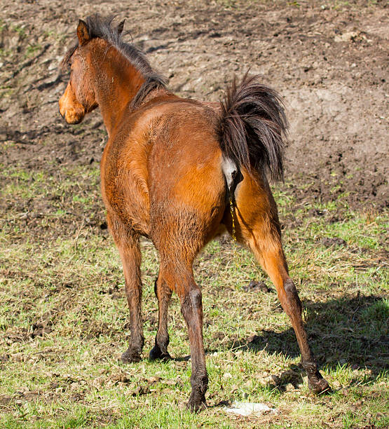 110+ Horse Pee Stock Photos, Pictures & Royalty-Free Images - iStock 110+ Horse Pee Stock Photos, Pictures & Royalty-Free Images - iStock