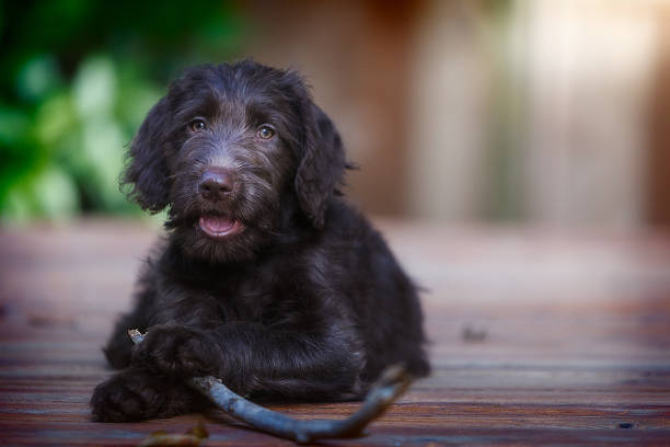 Labradoodle Pictures | Download Free Images on Unsplash