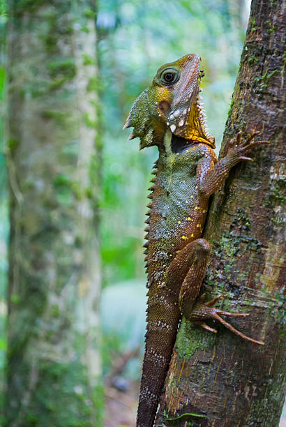 Dragon Boyds Forest Lizard - Free photo on Pixabay