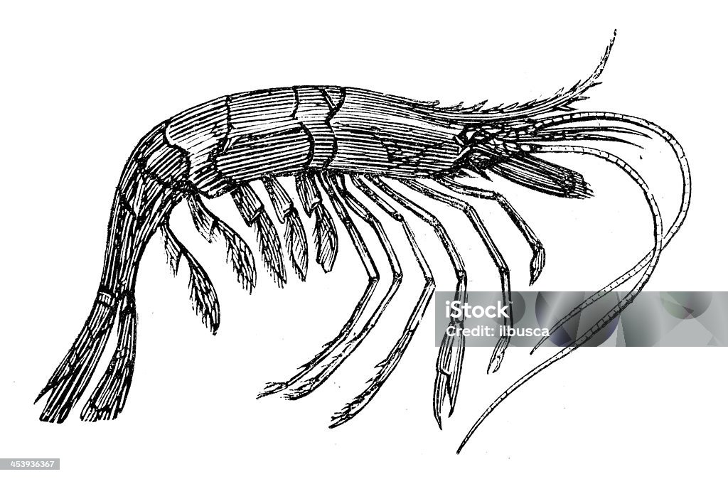 Antique Illustration Of Shrimp Stock Illustration - Download Image Now ... Antique Illustration Of Shrimp Stock Illustration - Download Image Now ...