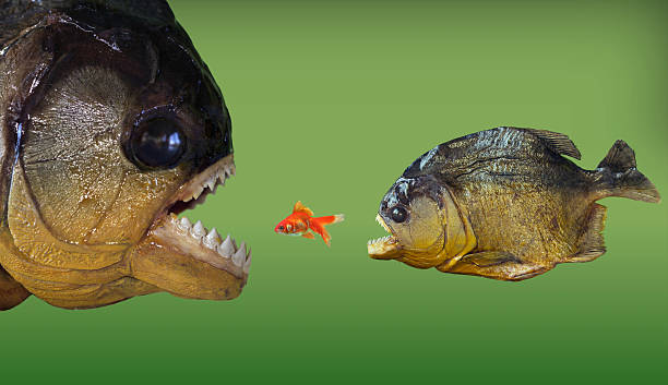 Small Fish Pictures | Download Free Images on Unsplash