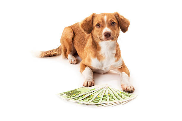Dog Money Pictures | Download Free Images on Unsplash