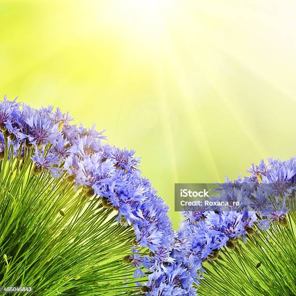 Cornflowers 배경기술 0명에 대한 스톡 사진 및 기타 이미지 0명 계절 꽃 나무 Istock