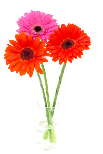 Gerbera 아이리스입니다 흰색 바탕에 흰색 배경 0명에 대한 스톡 사진 및 기타 이미지 0명 개념 개념과 주제