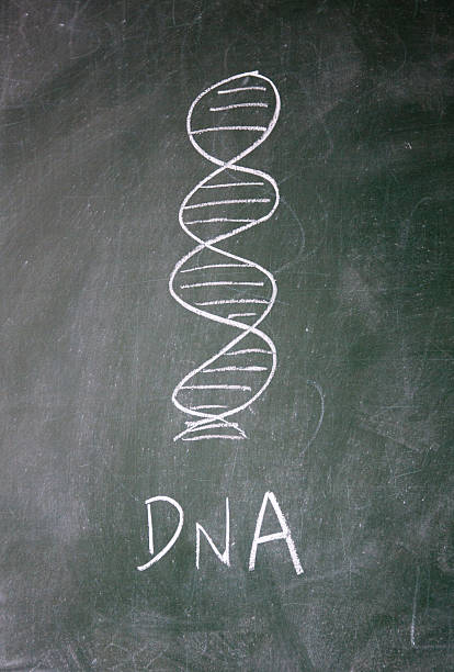 760+ Gene Inheritance Stock Photos, Pictures & Royalty-Free Images - iStock 760+ Gene Inheritance Stock Photos, Pictures & Royalty-Free Images - iStock