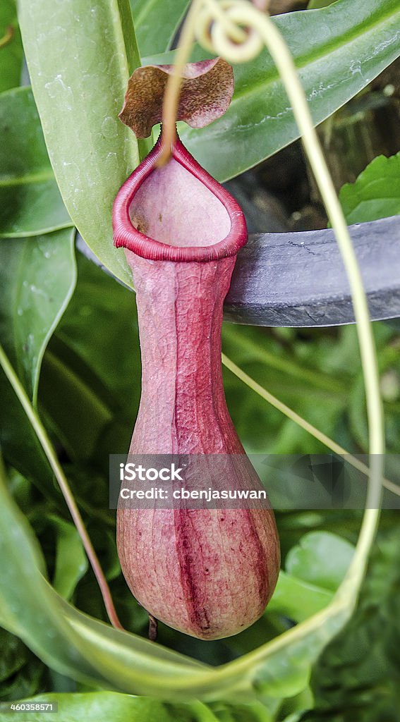 Nepenthes 또는 원숭이 컵 고기에 대한 스톡 사진 및 기타 이미지 고기 곤충 끈끈이주걱 Istock