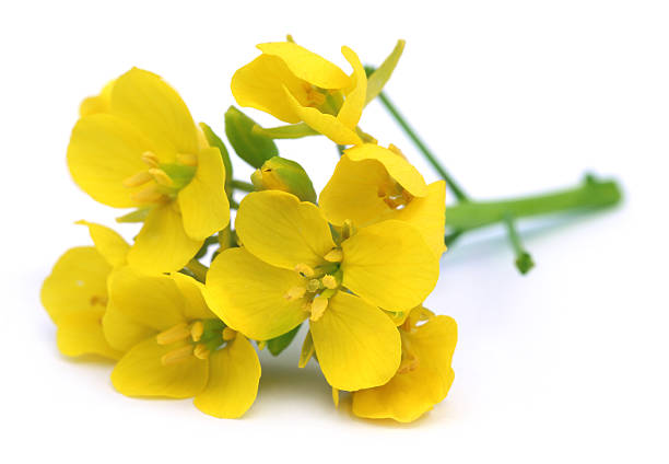 Mustard Flower Pictures | Download Free Images on Unsplash