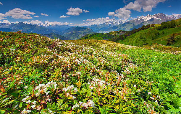 Alpine Wildflowers Blooming Above the Clouds in the Swiss Alps | Free ...