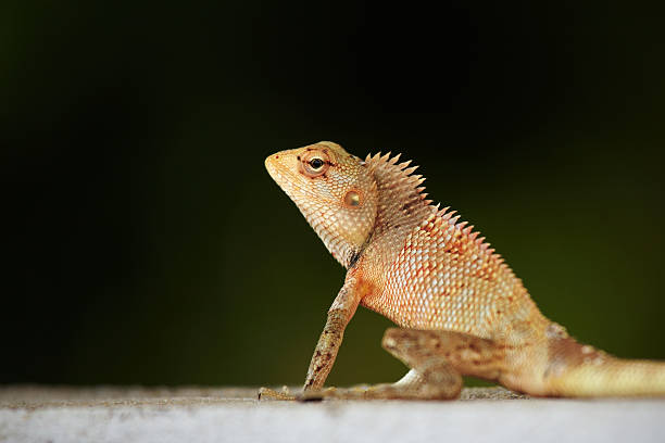 370+ Lacertian Stock Photos, Pictures & Royalty-Free Images - iStock 370+ Lacertian Stock Photos, Pictures & Royalty-Free Images - iStock