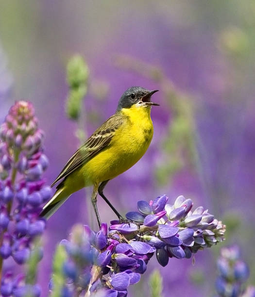 Purple Bird Pictures | Download Free Images on Unsplash