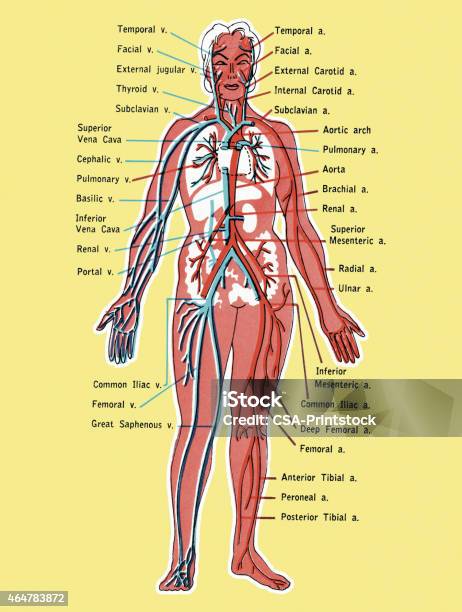 Diagram Of The Circulatory System向量圖形及更多健保和醫療圖片 健保和醫療 水上交通工具 血液流動