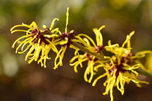 Hamamelis 또는 마녀hazel 개화기 0명에 대한 스톡 사진 및 기타 이미지 0명 개암나무 개화 Istock