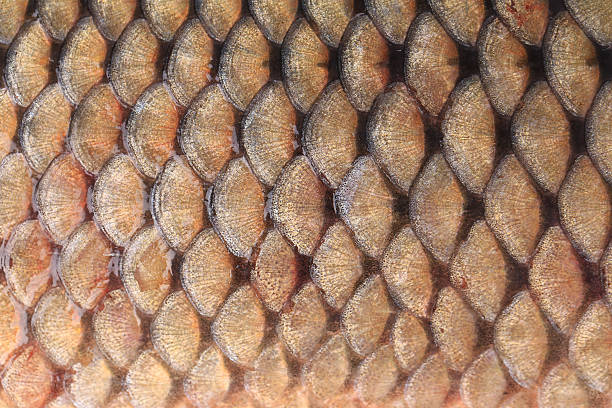 Free Stock Photo of Fish scale ganoid | Download Free Images and Free ...