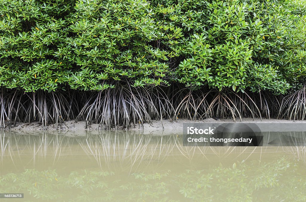 Hutan Mangrove Foto Stok Unduh Gambar Sekarang Hutan Bakau