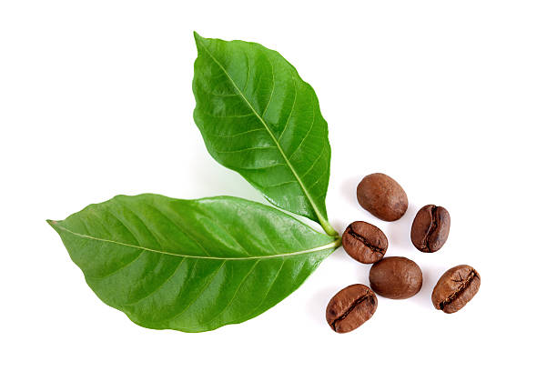 Coffee Leaves Pictures | Download Free Images on Unsplash