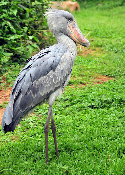 Shoebill Pictures | Download Free Images on Unsplash