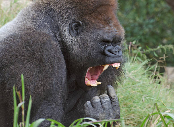 6,900+ Funny Gorilla Stock Photos, Pictures & Royalty-Free Images - iStock 6,900+ Funny Gorilla Stock Photos, Pictures & Royalty-Free Images - iStock