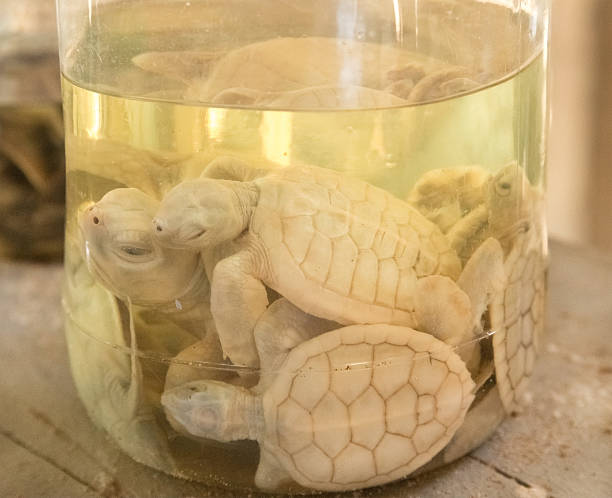 Free Stock Photo of Turtle Inside Shell | Download Free Images and Free ...