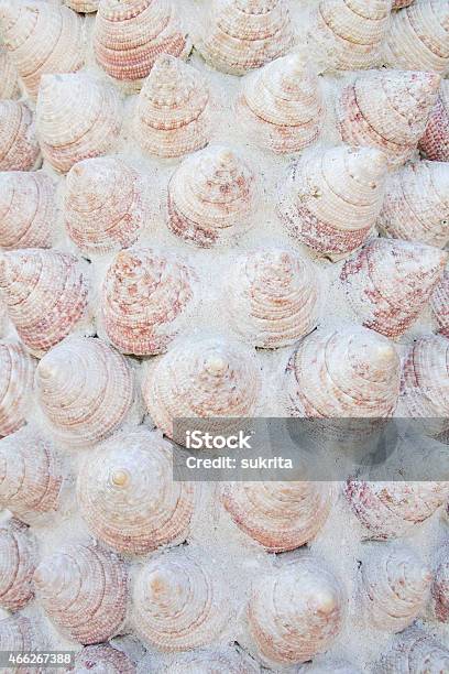 Sea Shells 데커레이션 배경기술 갈색에 대한 스톡 사진 및 기타 이미지 갈색 갑각류 껍데기 Istock