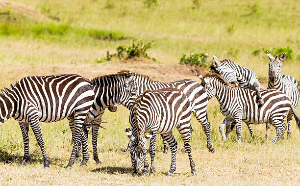 20+ Zebra Fighting Conflict Rearing Up Stock Photos, Pictures & Royalty ... 20+ Zebra Fighting Conflict Rearing Up Stock Photos, Pictures & Royalty ...