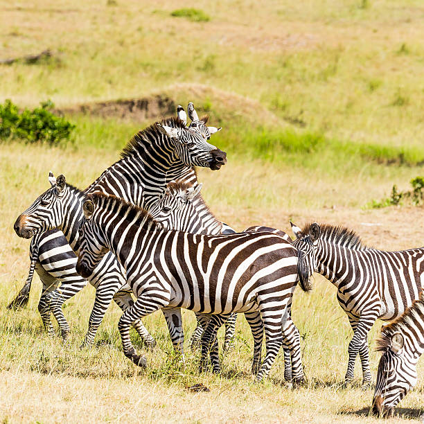 20+ Zebra Fighting Conflict Rearing Up Stock Photos, Pictures & Royalty ... 20+ Zebra Fighting Conflict Rearing Up Stock Photos, Pictures & Royalty ...