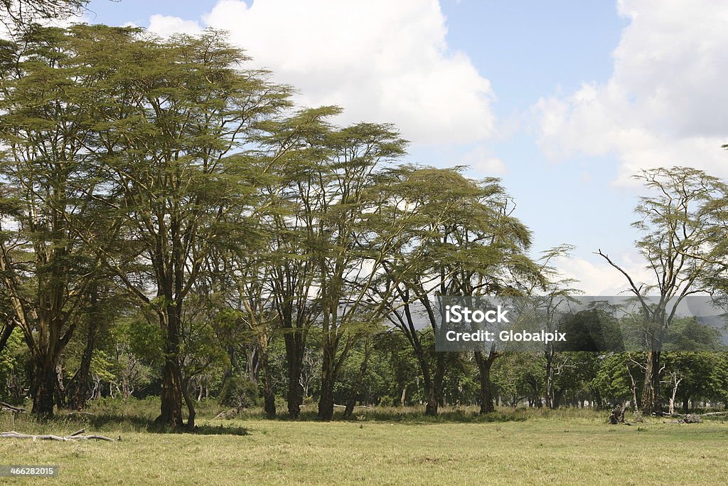 Fever Tree Vachellia Xanthophloea Forest Ngorongoro Crater Tanzania ... Fever Tree Vachellia Xanthophloea Forest Ngorongoro Crater Tanzania ...