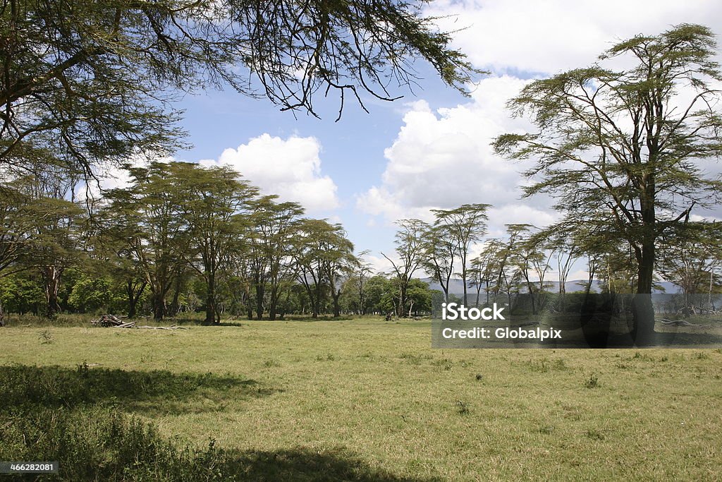 Fever Tree Vachellia Xanthophloea Forest Ngorongoro Crater Tanzania ... Fever Tree Vachellia Xanthophloea Forest Ngorongoro Crater Tanzania ...