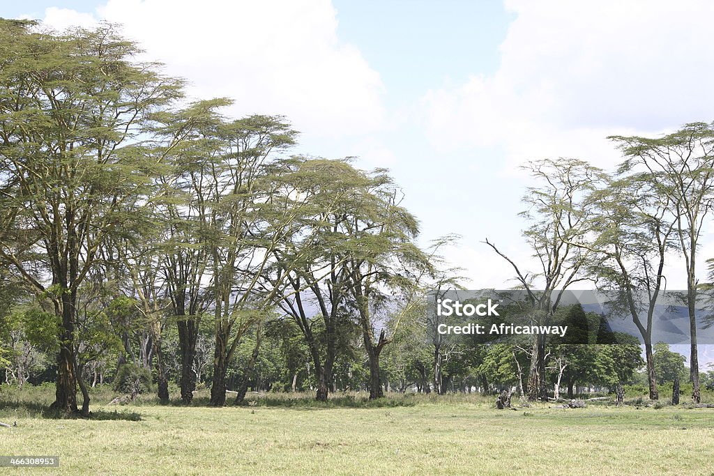 Fever Tree Vachellia Xanthophloea Forest Ngorongoro Crater Tanzania ... Fever Tree Vachellia Xanthophloea Forest Ngorongoro Crater Tanzania ...