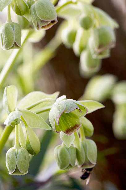 220+ Helleborus Foetidus Stock Photos, Pictures & Royalty-Free Images ... 220+ Helleborus Foetidus Stock Photos, Pictures & Royalty-Free Images ...