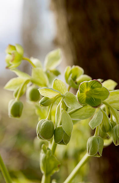 220+ Helleborus Foetidus Stock Photos, Pictures & Royalty-Free Images ... 220+ Helleborus Foetidus Stock Photos, Pictures & Royalty-Free Images ...