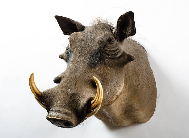 Warthog Pictures | Download Free Images on Unsplash