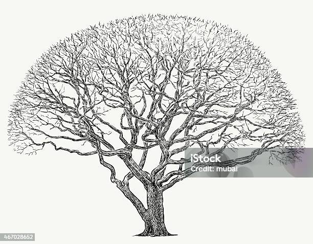 Silhouette Of A Big Tree向量圖形及更多側影圖片 側影 橡樹 2015年 Istock