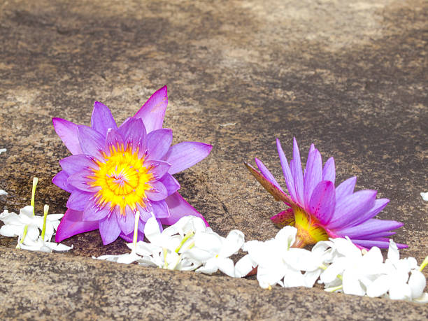 Flovers Pictures | Download Free Images on Unsplash