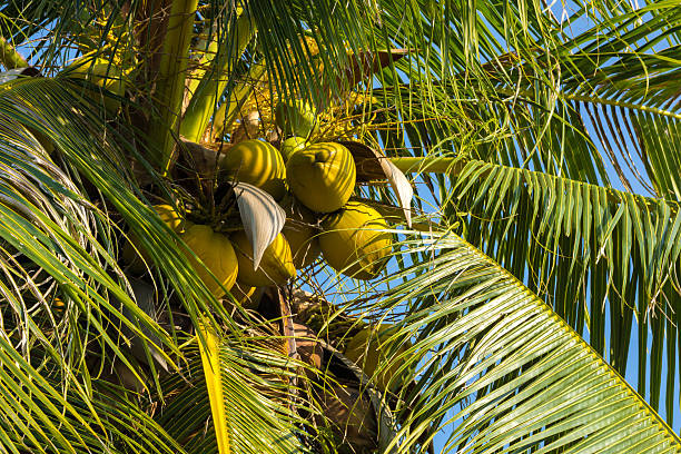 Free Stock Photo of A group of coconuts with a cut in half | Download ...