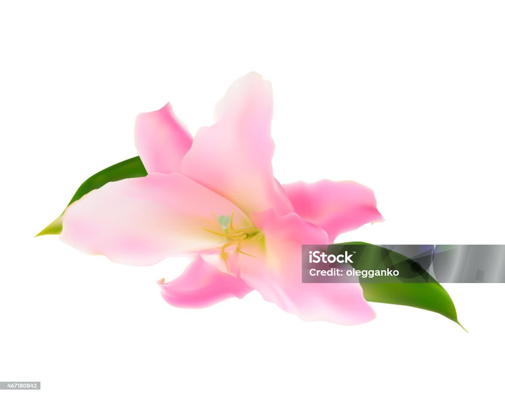Ilustración De Realista Pink Lily Ilustración Vectorial Y Más Vectores