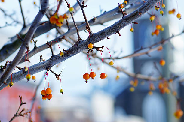 Free Stock Photo of Flowers of the Pin Cherry Tree | Download Free ...