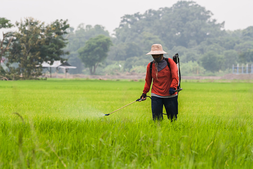 Farmer 주입하다 화학분야 비료 대상쪽으로 쌀 필드 2015년에 대한 스톡 사진 및 기타 이미지 2015년 경관