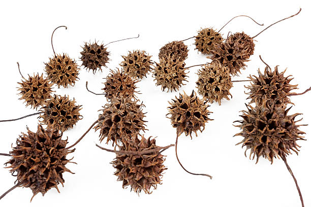Free Stock Photo of Prickly Sweet Gum Tree Seed Pods | Download Free ...