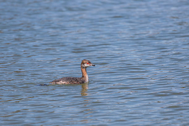 Free picture: podiceps auritus, horned, grebe, ducks