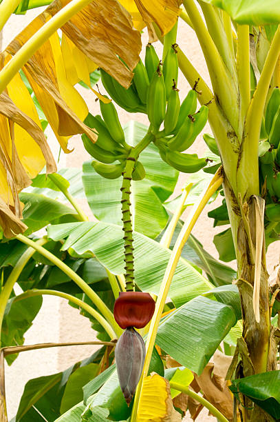 Banano Pictures | Download Free Images on Unsplash