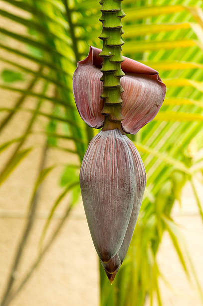Banano Pictures | Download Free Images on Unsplash