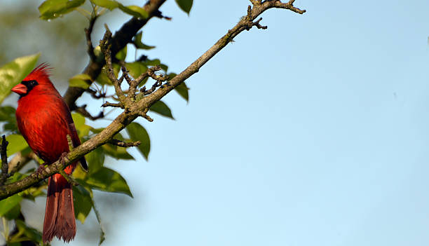 Free picture: pyrrhuloxia, desert, cardinal, bird, breeding, plumage ...
