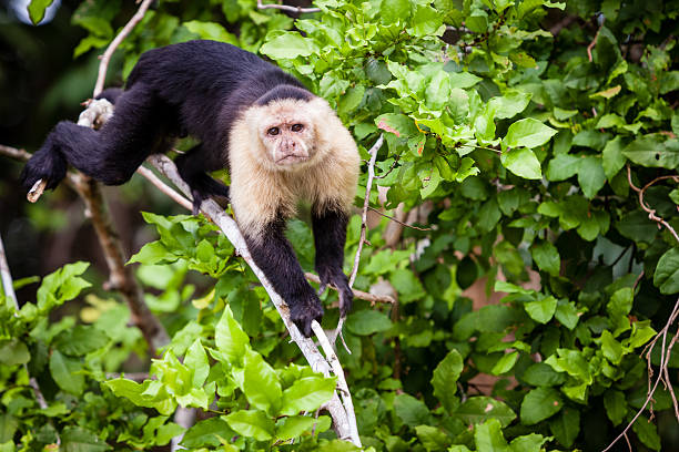 Free picture: Panamanian white-faced capuchin (Cebus imitator) monkey ...