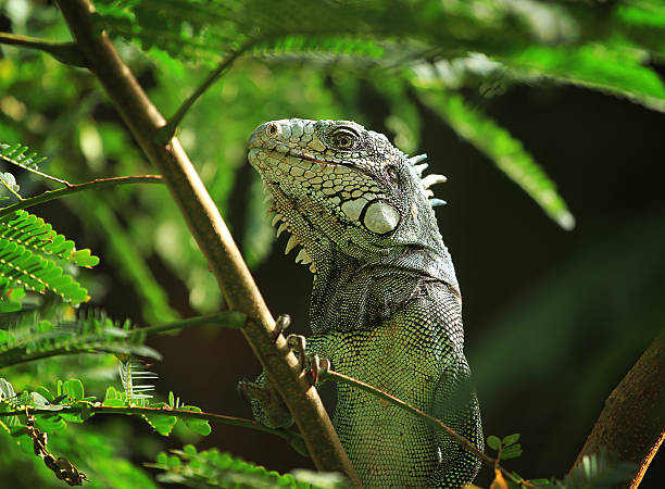 Free Stock Photo of Lesser Antillean iguana | Download Free Images and ...