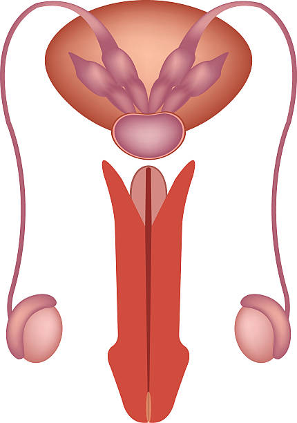 400 Reproductive System Diagram Clip Art Stock Illustrations Royalty