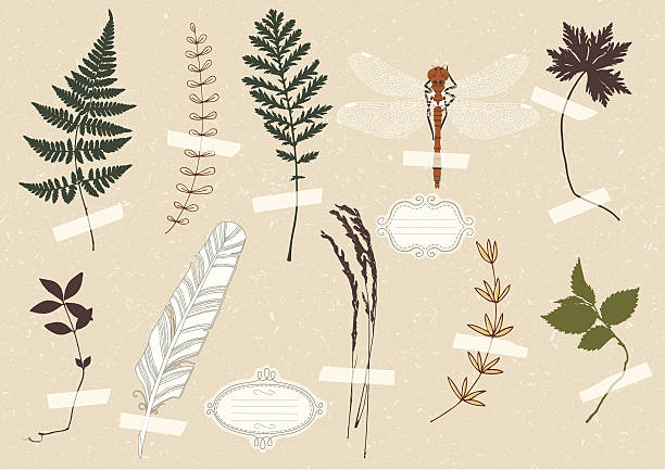 12 800 Herbarium Ilustrasi Grafik Vektor And Clip Art Bebas Royalti