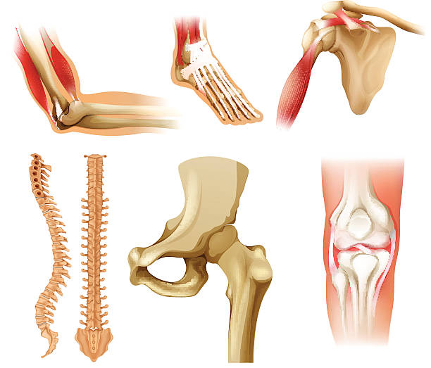 60 Pelvic Girdle Illustrations Royalty Free Vector Graphics And Clip