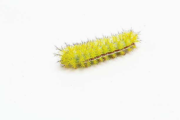 io-moth Premium Photos, Pictures and Images by Istock